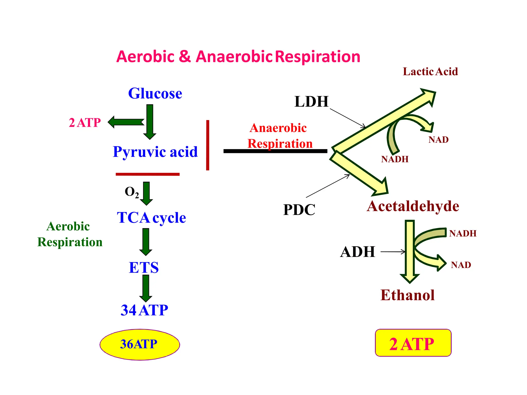 Electron transport chain terminal oxidation oxidation phosphorylation | PPT