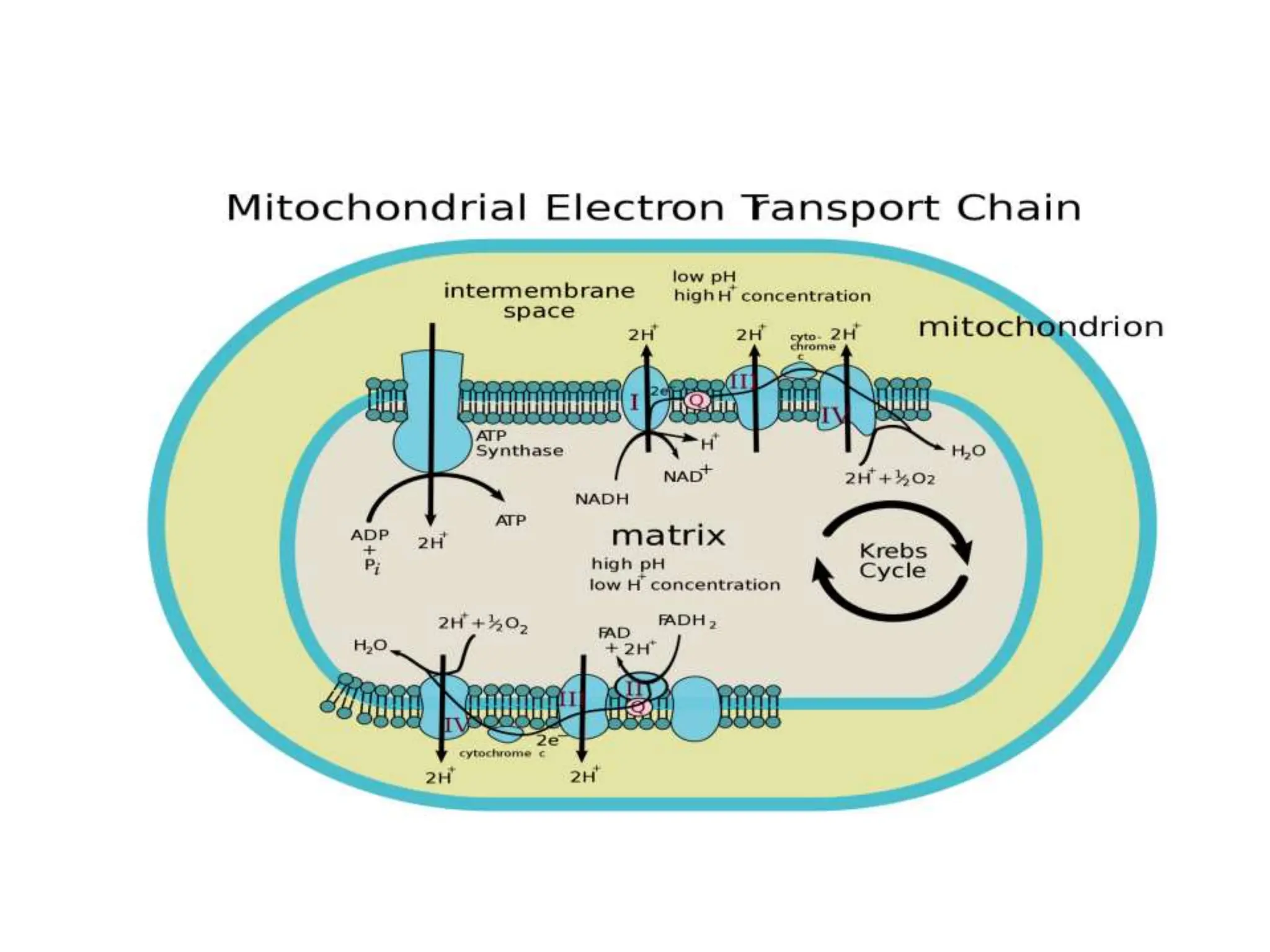 Electron transport chain terminal oxidation oxidation phosphorylation | PPT
