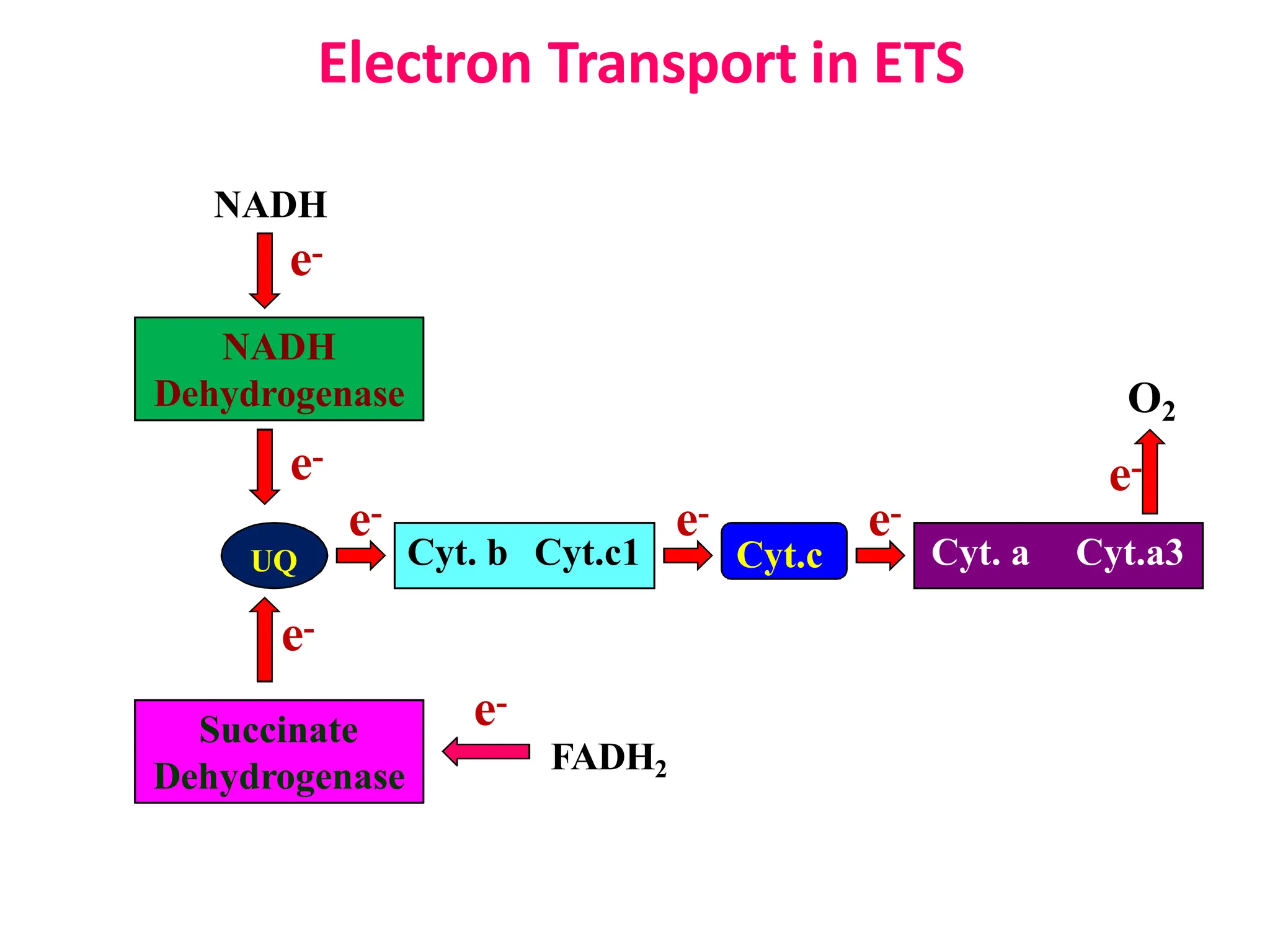 Electron transport chain terminal oxidation oxidation phosphorylation | PPT