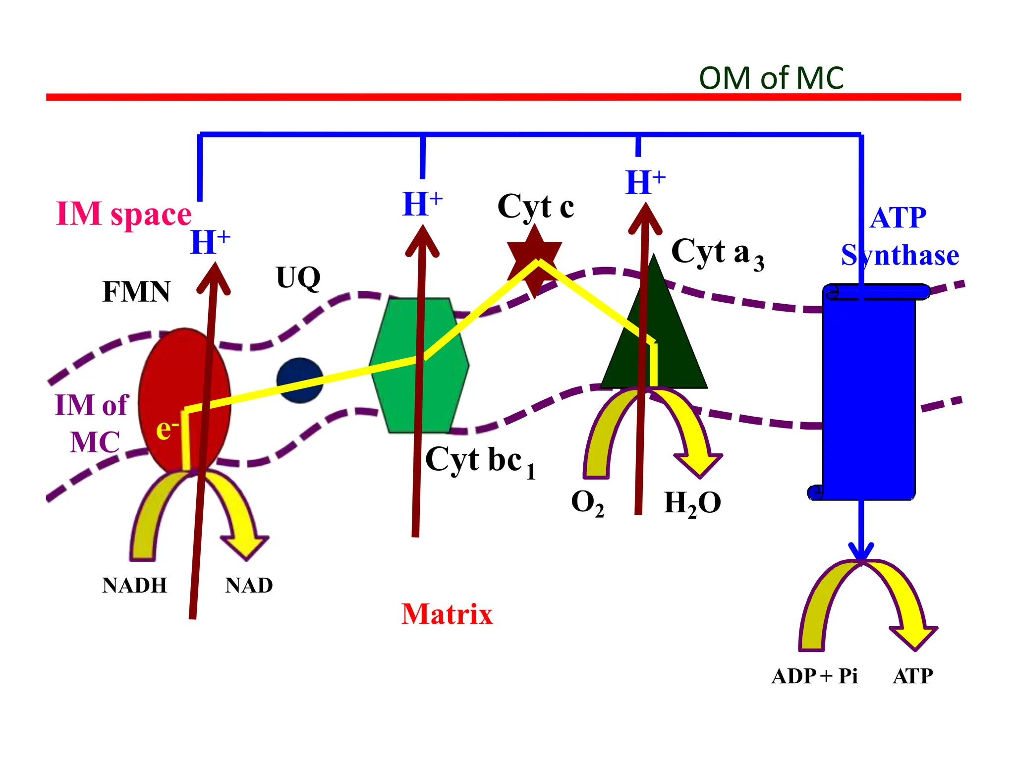 Electron transport chain terminal oxidation oxidation phosphorylation | PPT