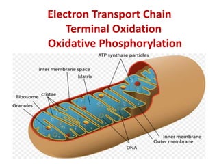 Electron transport chain terminal oxidation oxidation phosphorylation | PPT