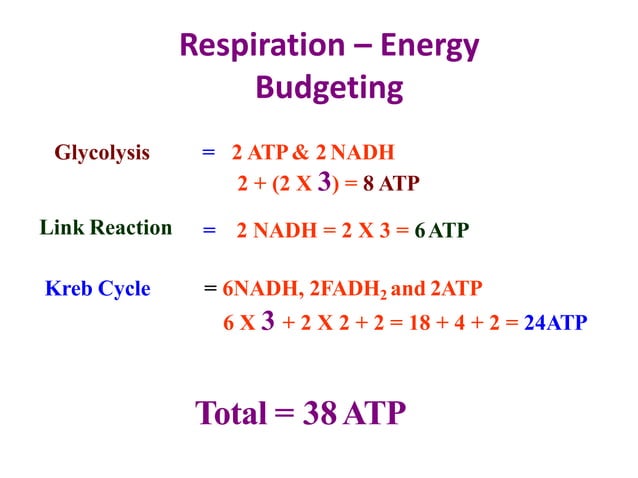 Electron transport chain terminal oxidation oxidation phosphorylation | PPT