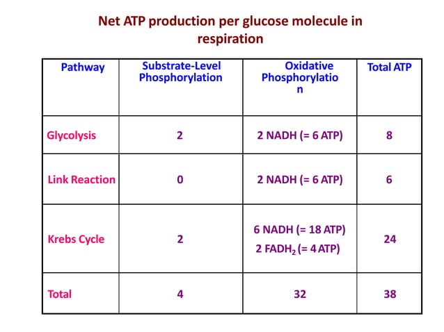 Electron transport chain terminal oxidation oxidation phosphorylation | PPT