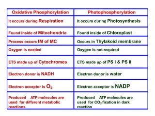 Electron transport chain terminal oxidation oxidation phosphorylation ...