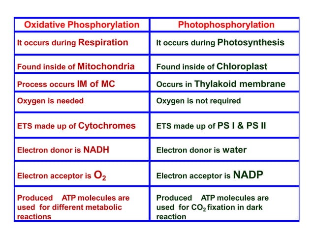 Electron transport chain terminal oxidation oxidation phosphorylation | PPT