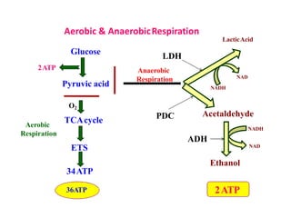 Electron transport chain terminal oxidation oxidation phosphorylation ...