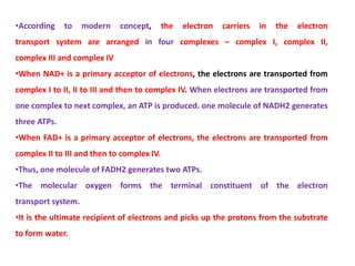 Electron transport chain terminal oxidation oxidation phosphorylation ...