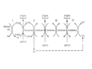 Electron transport chain terminal oxidation oxidation phosphorylation | PPT