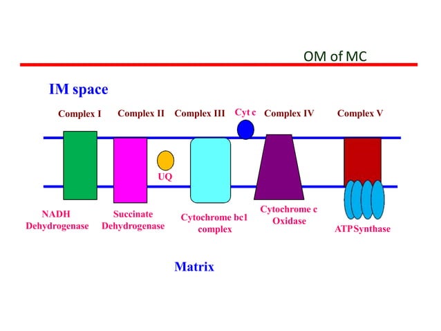 Electron transport chain terminal oxidation oxidation phosphorylation | PPT