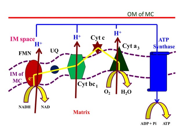 Electron transport chain terminal oxidation oxidation phosphorylation | PPT