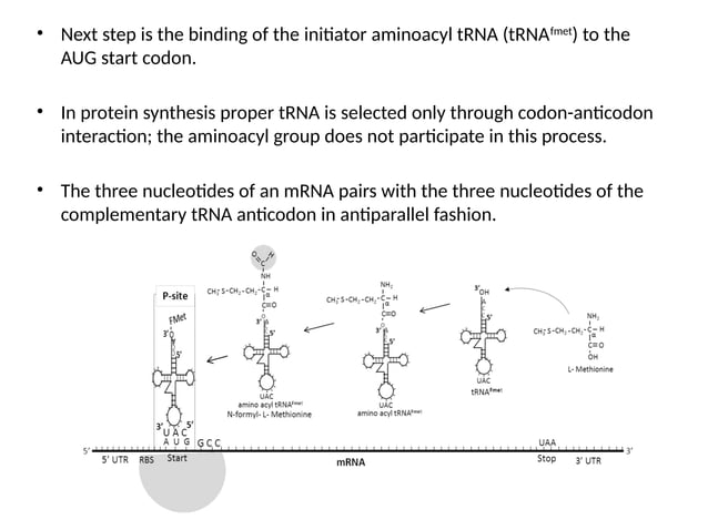 Lec 15.Translation and protein synthesis.pptx