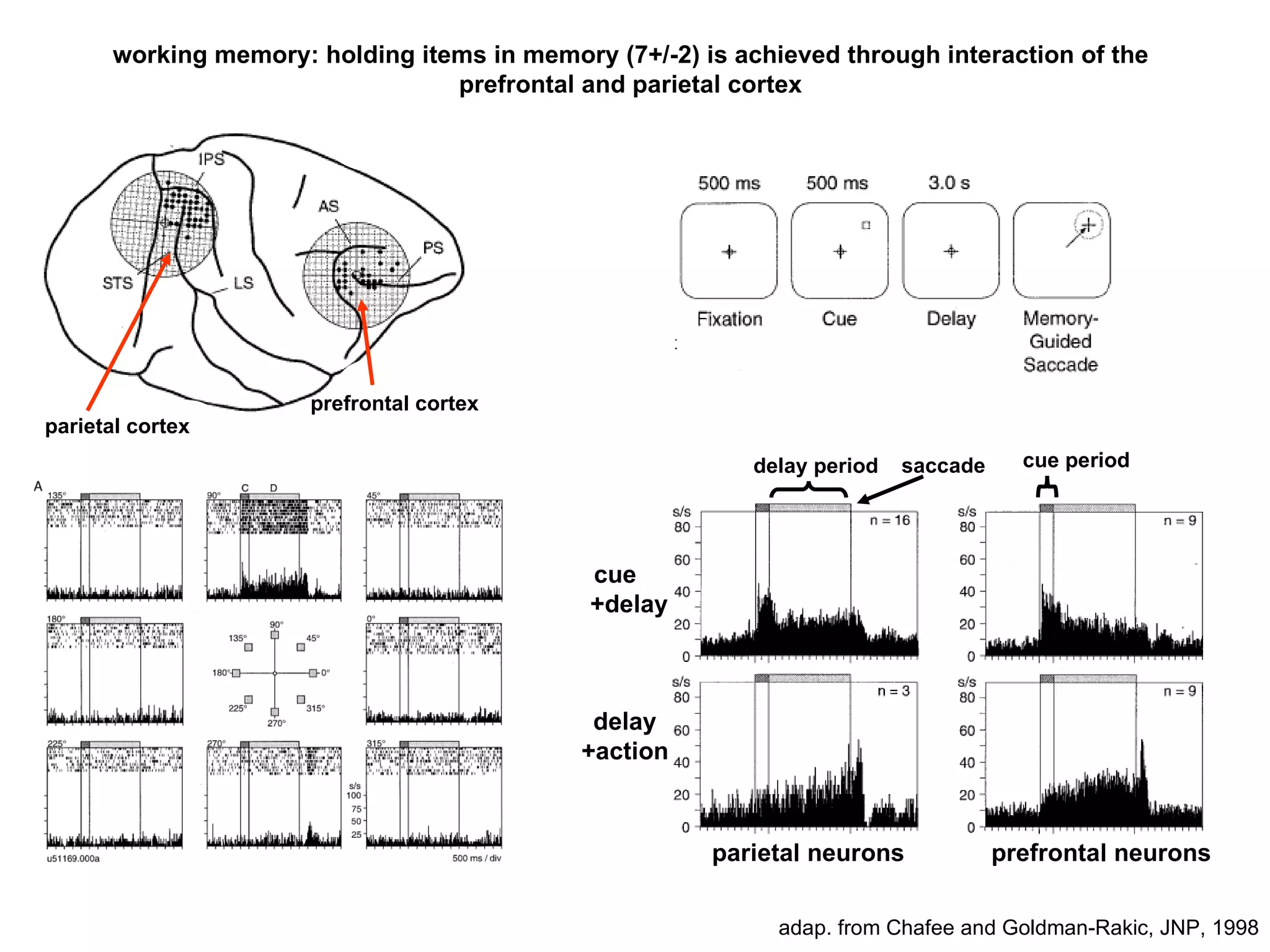 COGS 107B - Winter 2010 - Lecture 15 - Memory | PPT