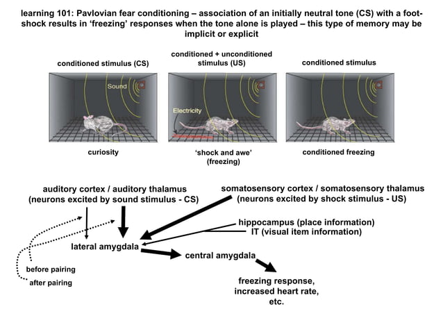 COGS 107B - Winter 2010 - Lecture 15 - Memory | PPT