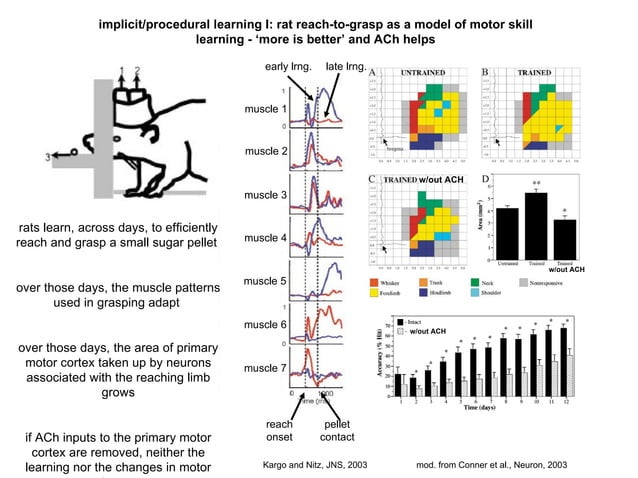 COGS 107B - Winter 2010 - Lecture 15 - Memory | PPT | Science