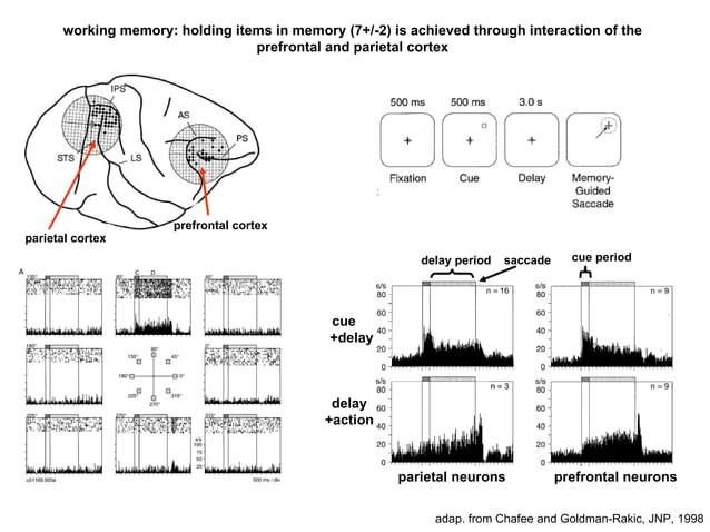 COGS 107B - Winter 2010 - Lecture 15 - Memory | PPT | Science
