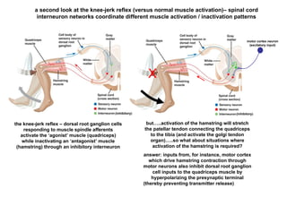COGS 107B - Winter 2010 - Lecture 16 - Motor Control | PPT