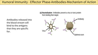 lec_16_hematology_immunity_2.pptx