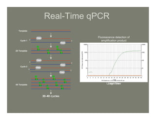 Lec16 Realtime PCR | PDF