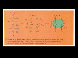 Lec17 Carbohydrates | PPT