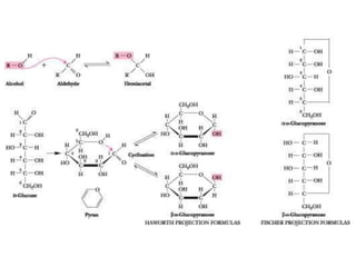 Lec17 Carbohydrates | PPT