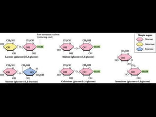 Lec17 Carbohydrates | PPT