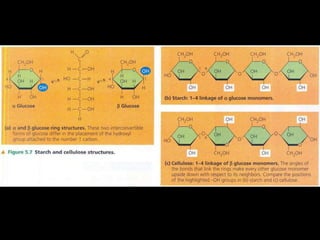 Lec17 Carbohydrates | PPT