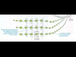 Lec17 Carbohydrates | PPT