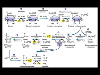 Lec17 Carbohydrates | PPT