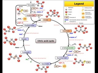 Lec17 Carbohydrates | PPT