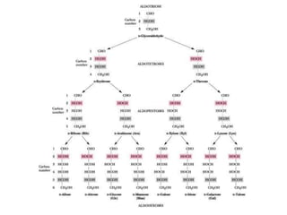 Lec17 Carbohydrates | PPT