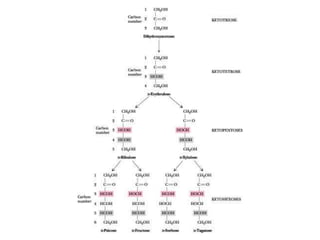 Lec17 Carbohydrates | PPT