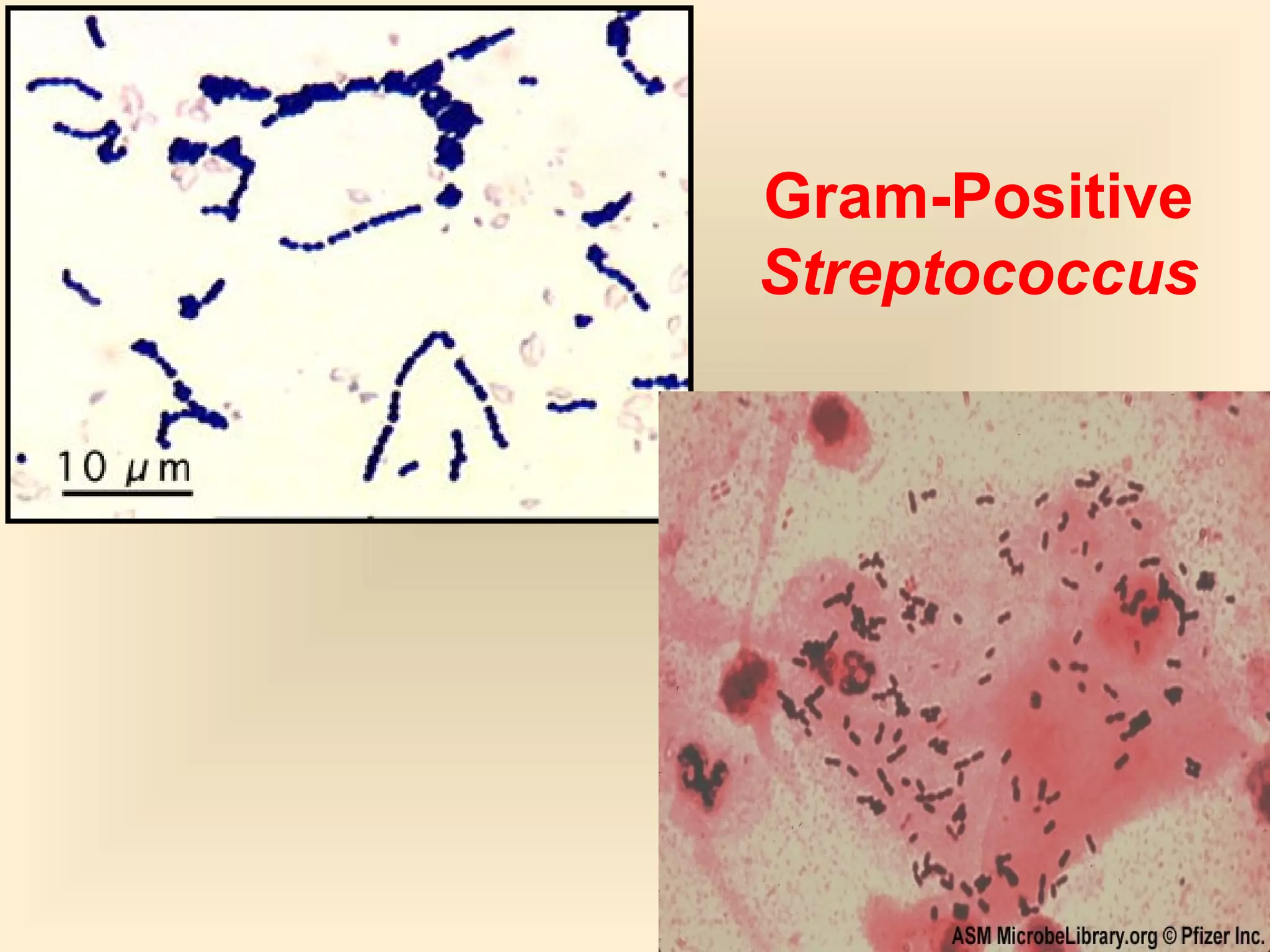streptococci | PPT