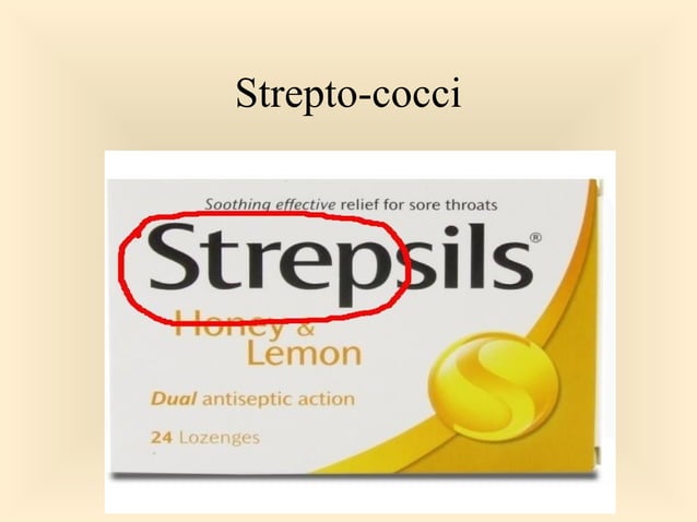 streptococci | PPT | Ear, Nose and Throat Conditions | Diseases and ...