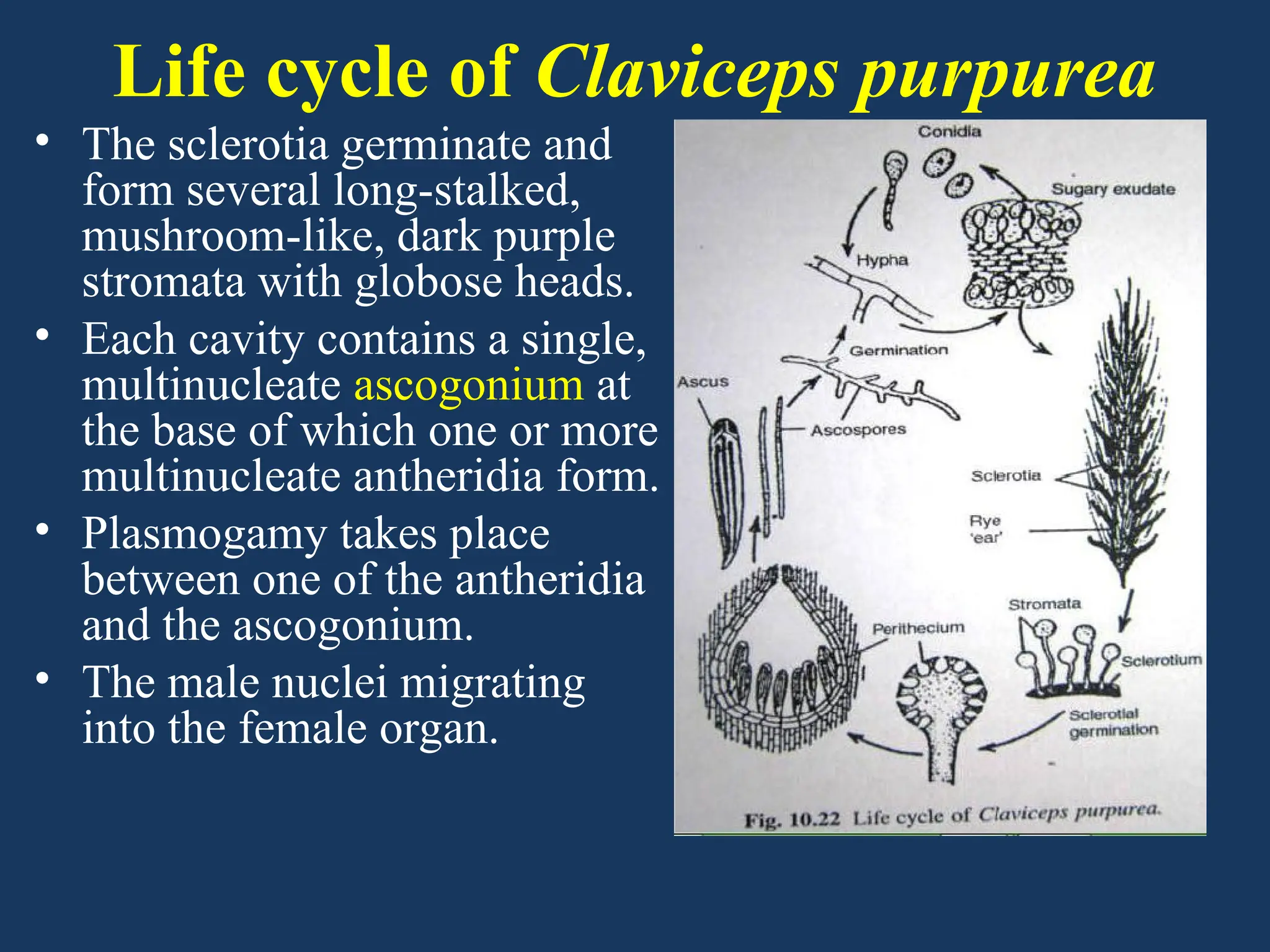 Lec 18 to 22 Ascomycotina fungi.ppt hjsnsjjm | PPT