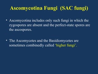 Lec 18 to 22 Ascomycotina fungi.ppt hjsnsjjm | PPT