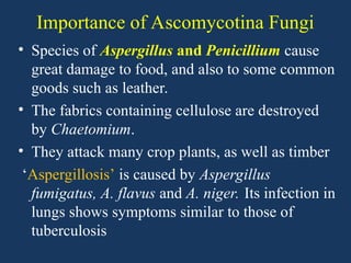 Lec 18 to 22 Ascomycotina fungi.ppt hjsnsjjm | PPT