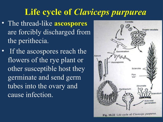 Lec 18 to 22 Ascomycotina fungi.ppt hjsnsjjm | PPT