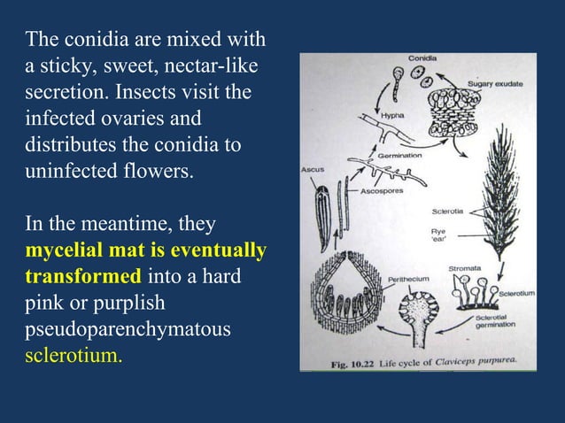 Lec 18 to 22 Ascomycotina fungi.ppt hjsnsjjm | PPT