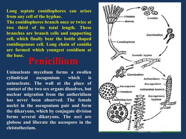 Lec 18 to 22 Ascomycotina fungi.ppt hjsnsjjm | PPT