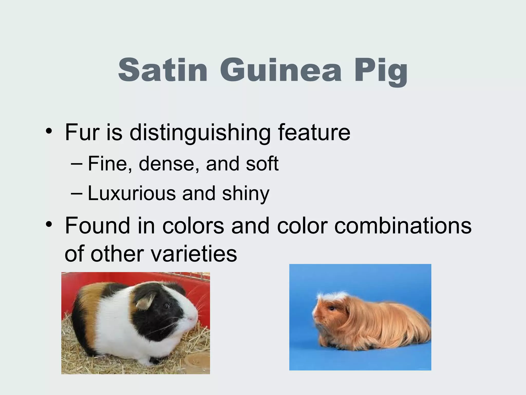 Lec 19 20 Lab Animal Rabbits And Guinea Pigs | PPT