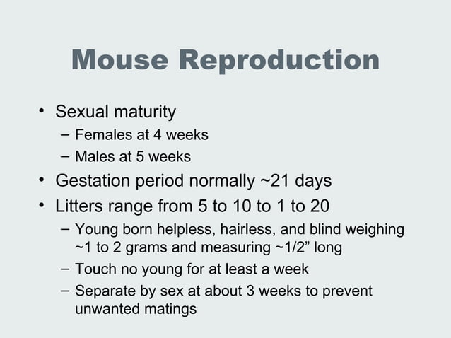 Lec 19 20 Lab Animal Rats Mice | PPT