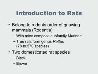 Lec 19 20 Lab Animal Rats Mice | PPT