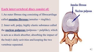 Lec_1 ANATOMY OF THE SPINE.pdf............................. | PDF