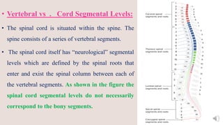 Lec_1 ANATOMY OF THE SPINE.pdf............................. | PDF