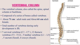 Lec_1 ANATOMY OF THE SPINE.pdf............................. | PDF