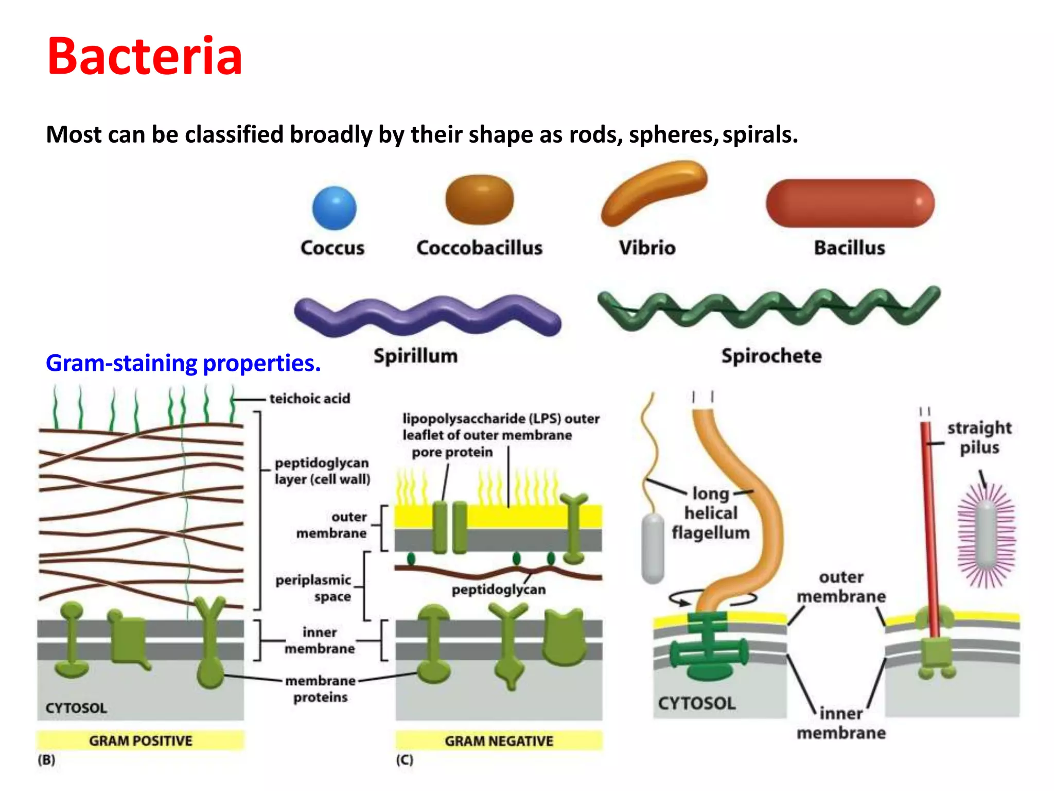 Introduction to Microbial Diversity | PPTX