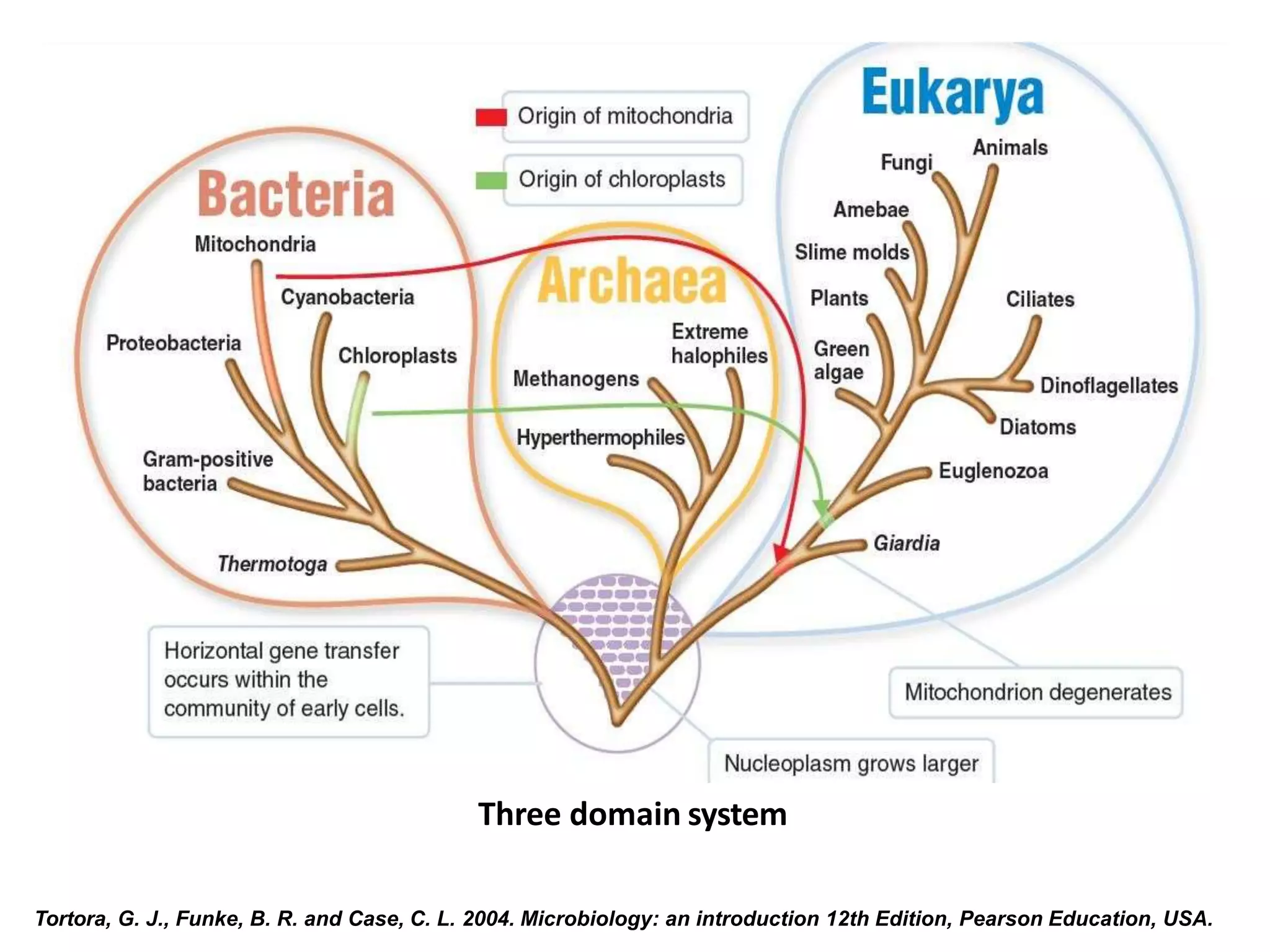 Introduction to Microbial Diversity | PPTX