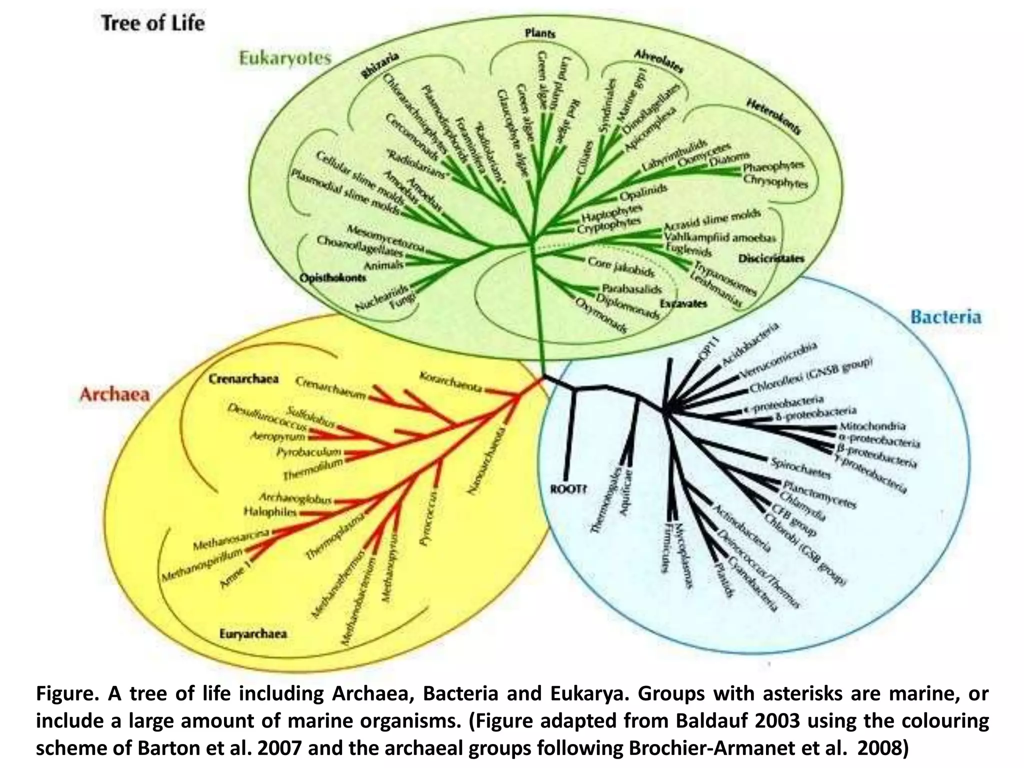 Introduction to Microbial Diversity | PPTX