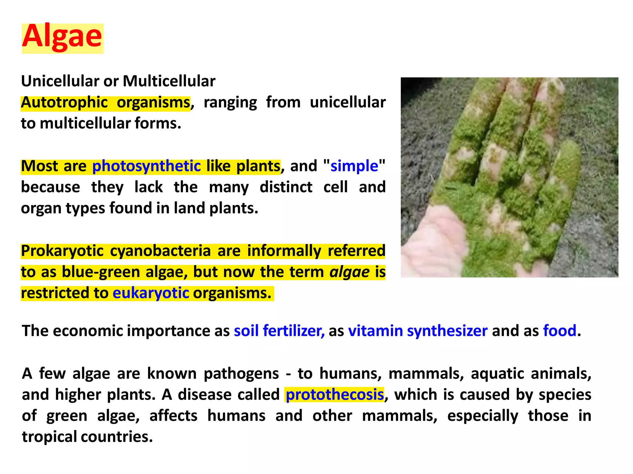 Introduction to Microbial Diversity | PPTX