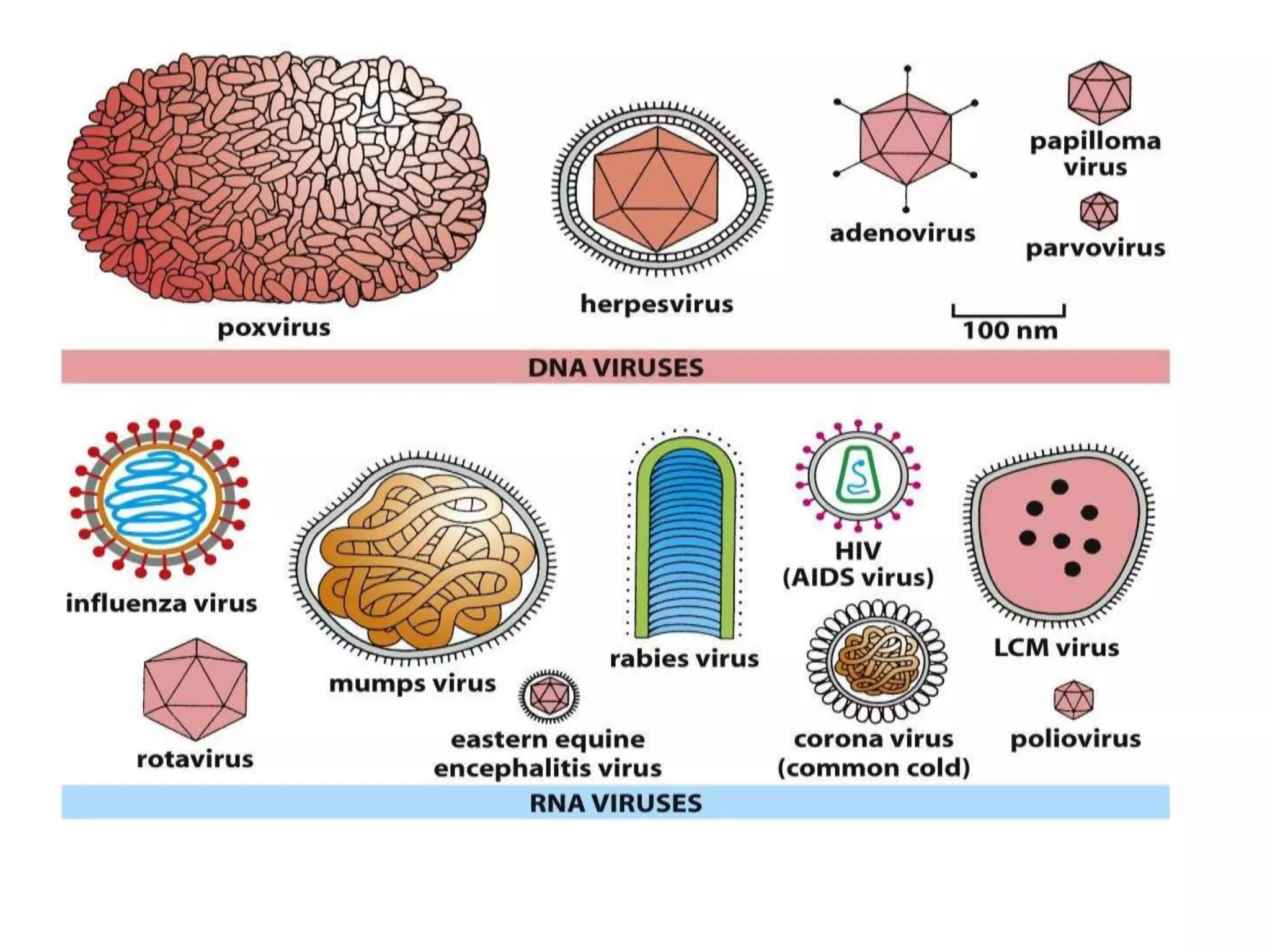 Introduction to Microbial Diversity | PPTX
